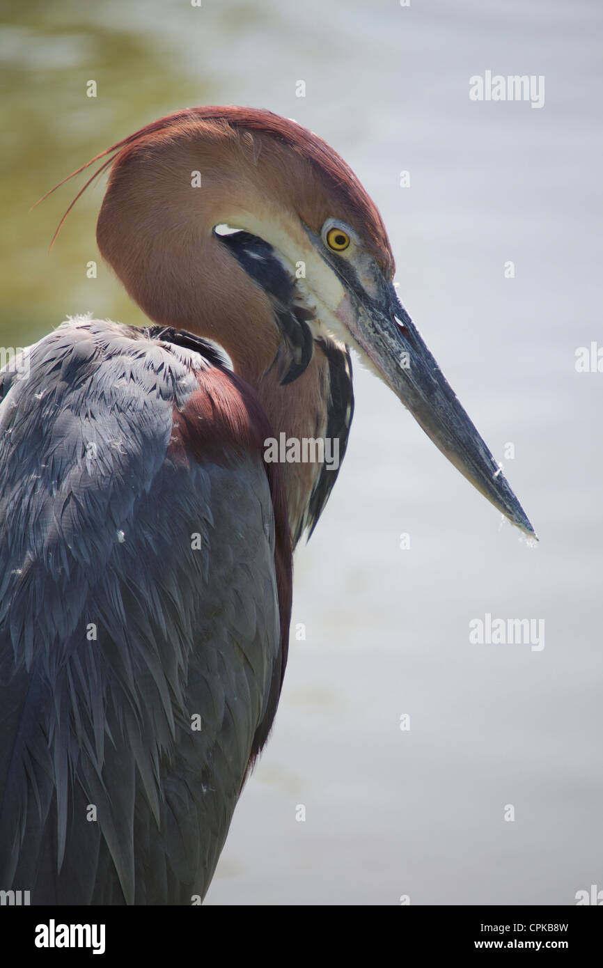 Portrait of a Goliath heron (Ardea Goliath) in captivity Stock Photo ...