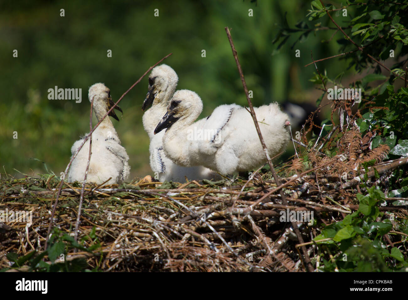 Baby stork in nest hi-res stock photography and images - Alamy