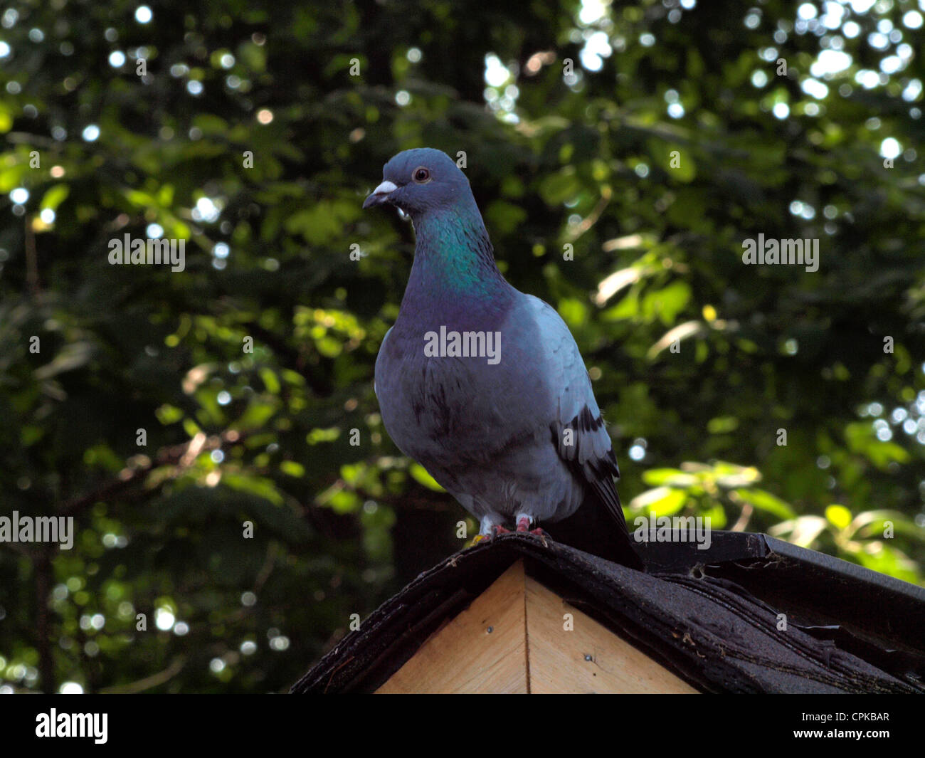 Homing pigeon loft hi-res stock photography and images - Alamy