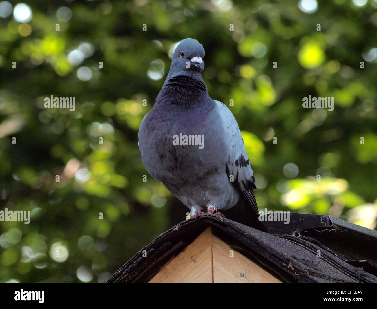 Racing pigeon hi-res stock photography and images - Alamy