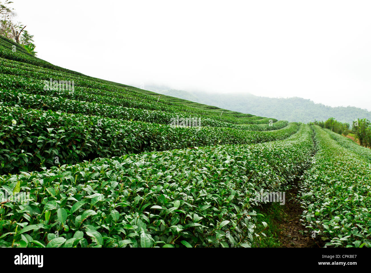Thai tea plantation tree hi-res stock photography and images - Alamy
