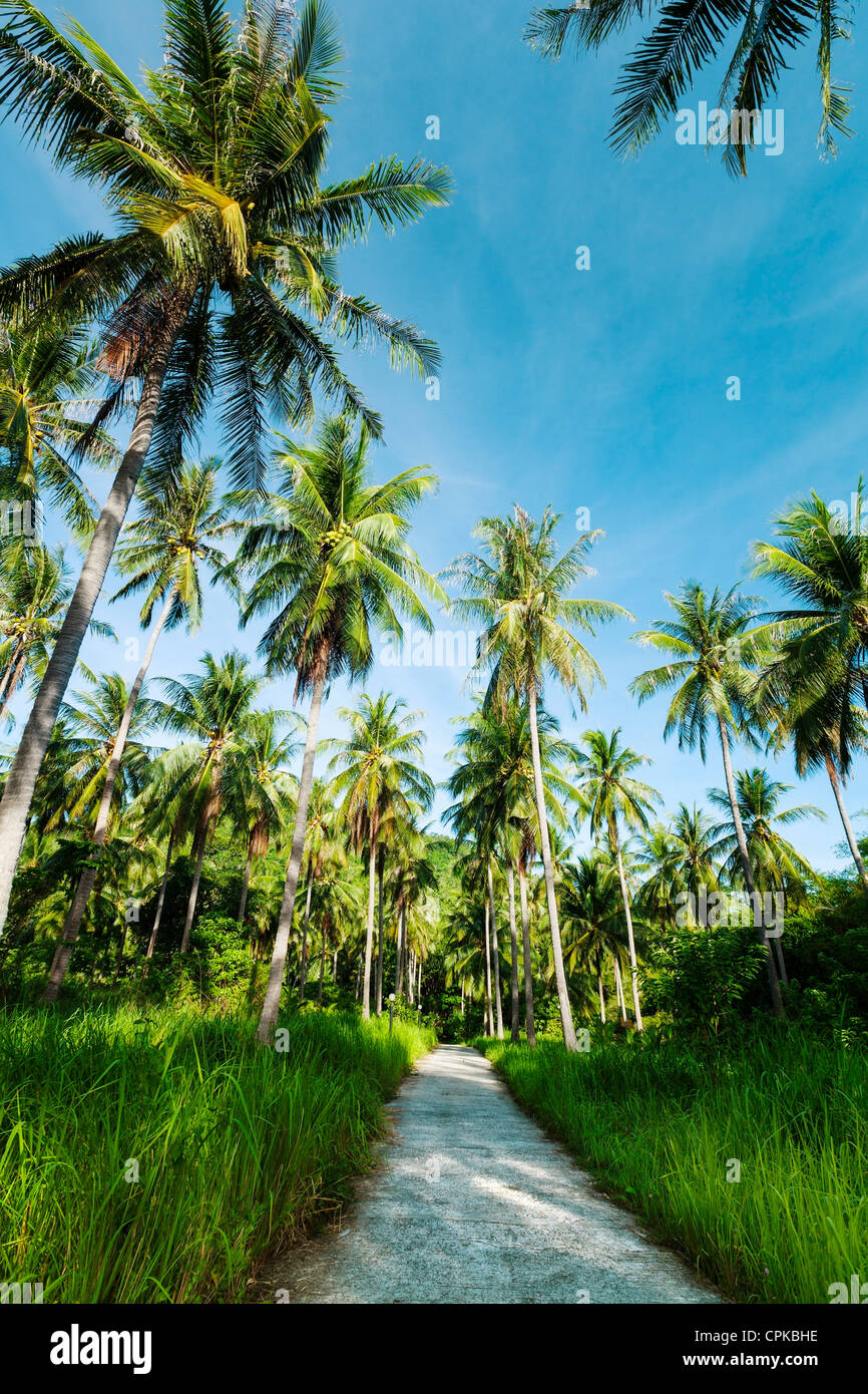 Palm trees, vertical shot Stock Photo - Alamy
