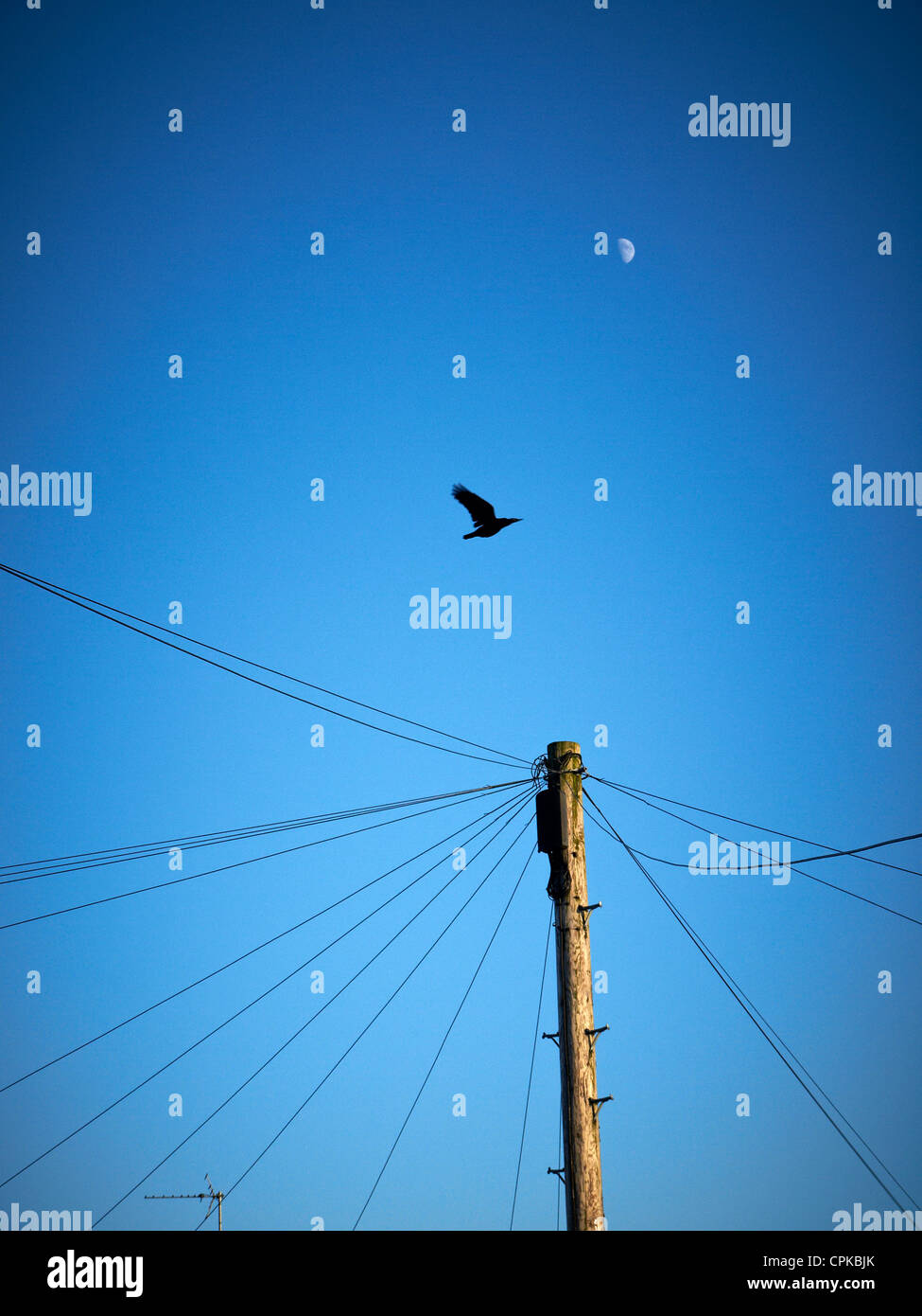 Telegraph pole with cables, moon and crow isolated against deep blue ...