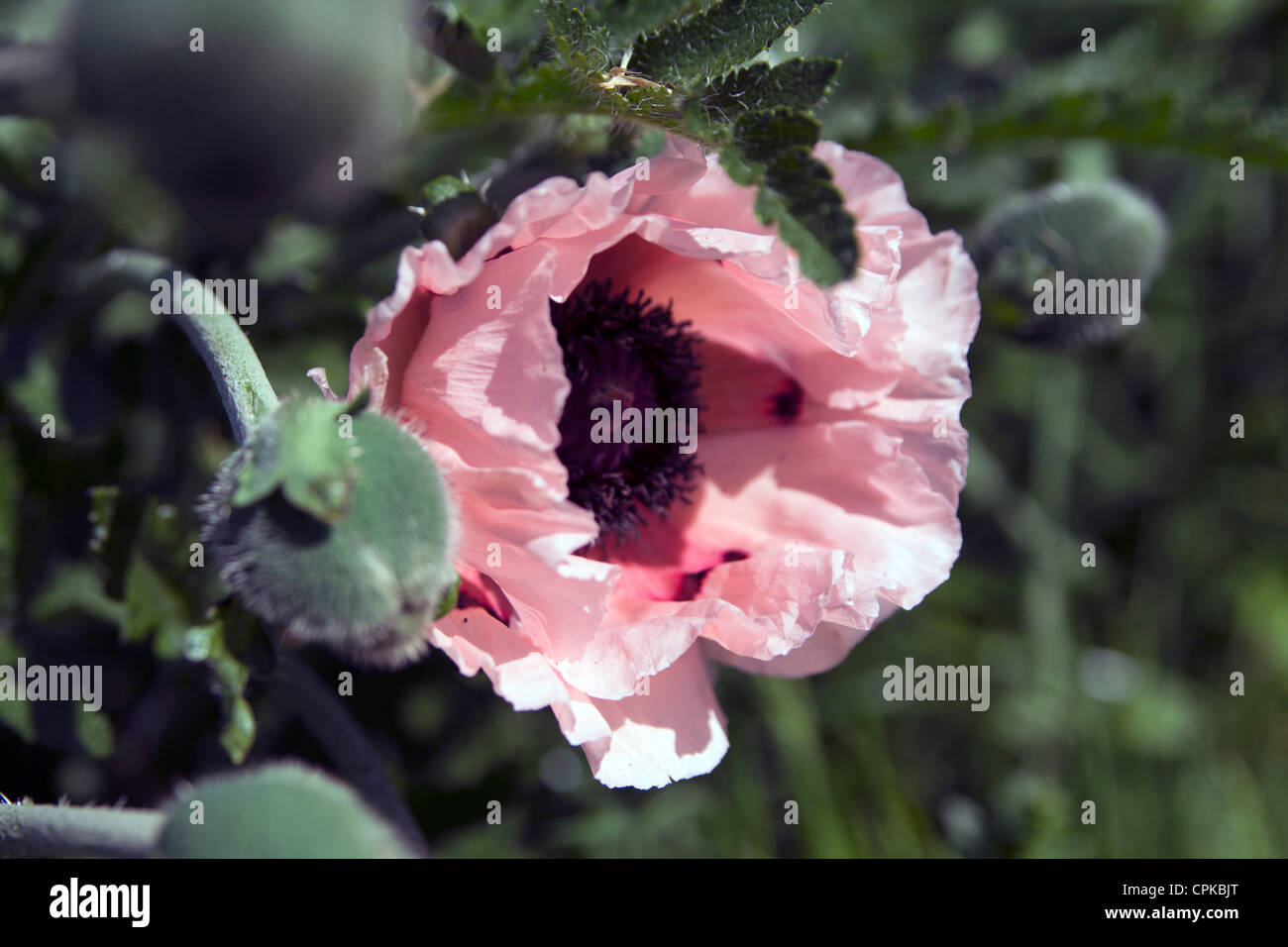 Poppy in queens park hi-res stock photography and images - Alamy