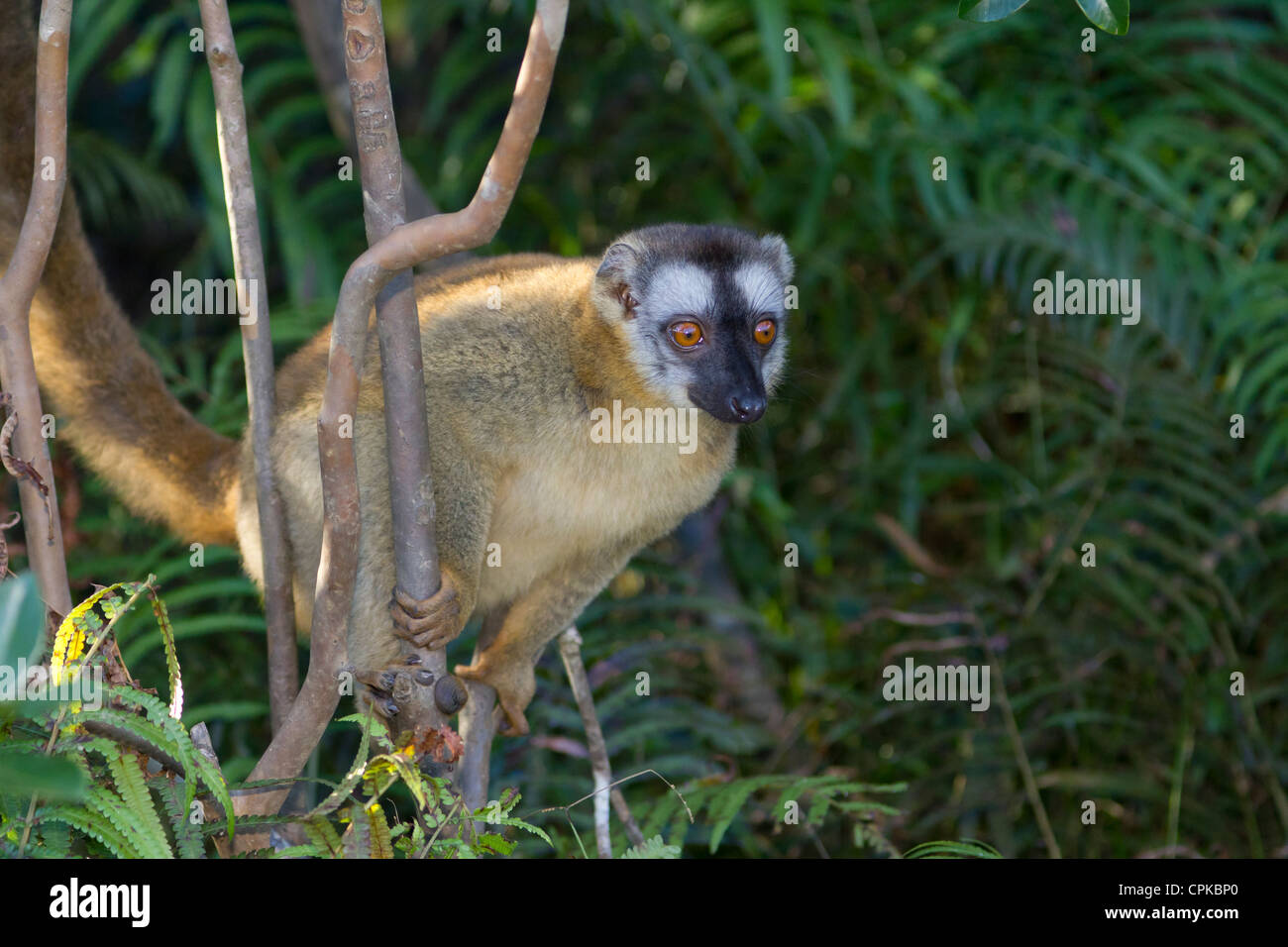 red-fronted lemur (Eulemur rufifrons), Andasibe region, Madagascar ...