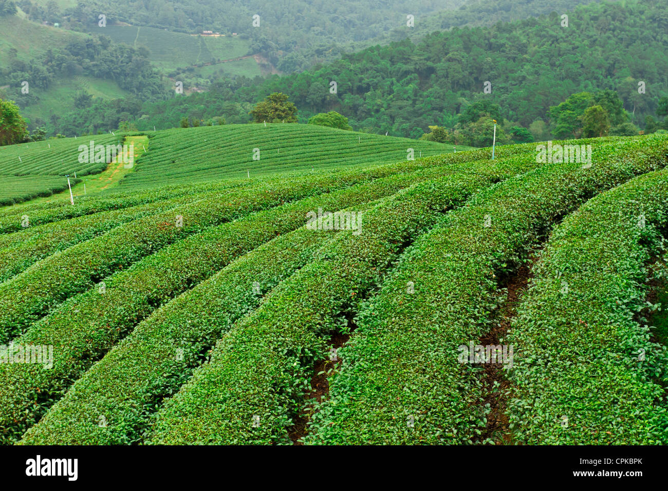 Tea plantation in Thailand Stock Photo - Alamy