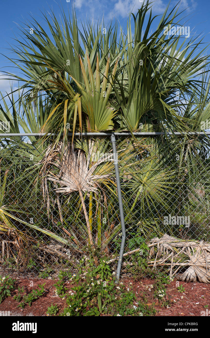 Tree growing into fence hi-res stock photography and images - Alamy