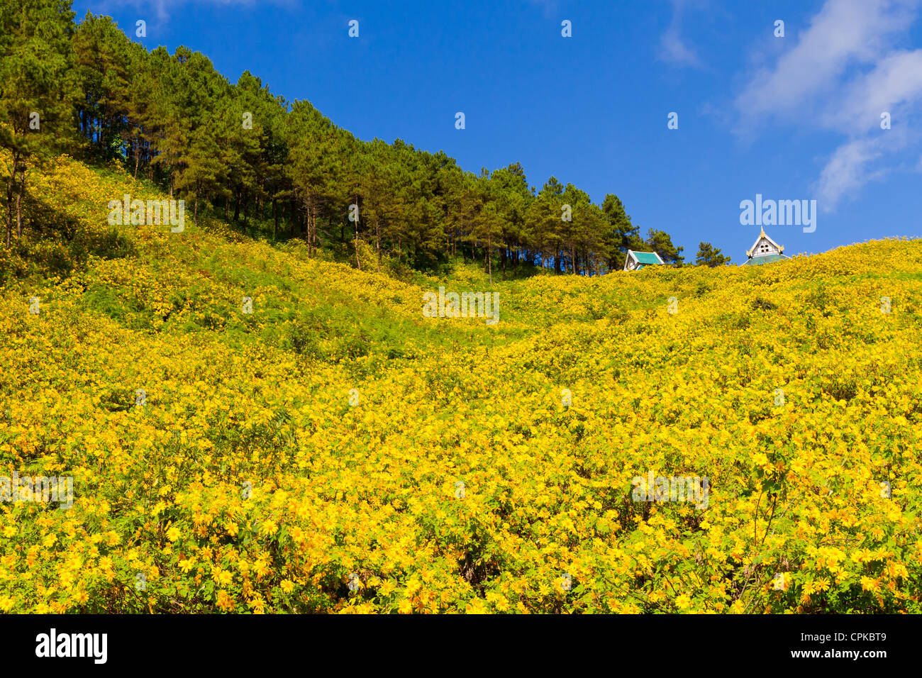 Public pavilion in sunflower weed field Stock Photo - Alamy
