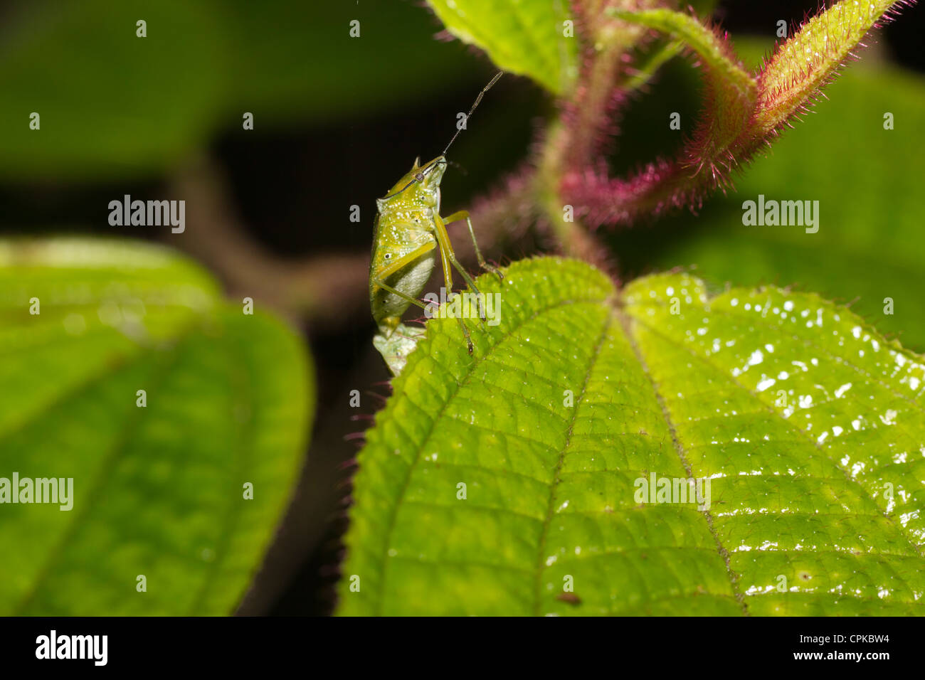 Madagascar Insect High Resolution Stock Photography and Images - Alamy