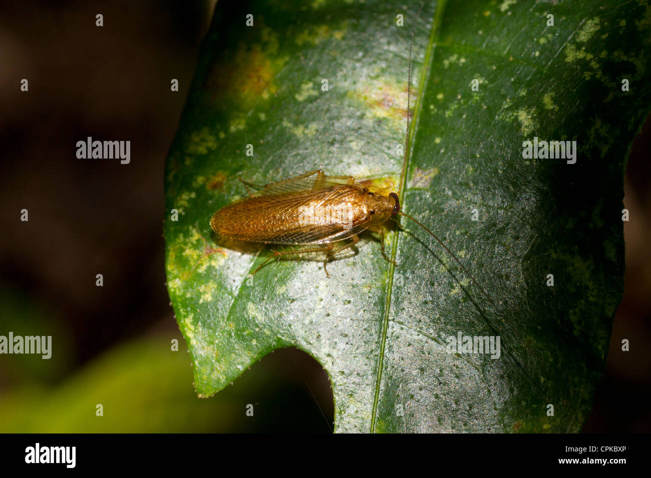 transparent winged cockroach on leaf, Andasibe, Madagascar Stock Photo ...