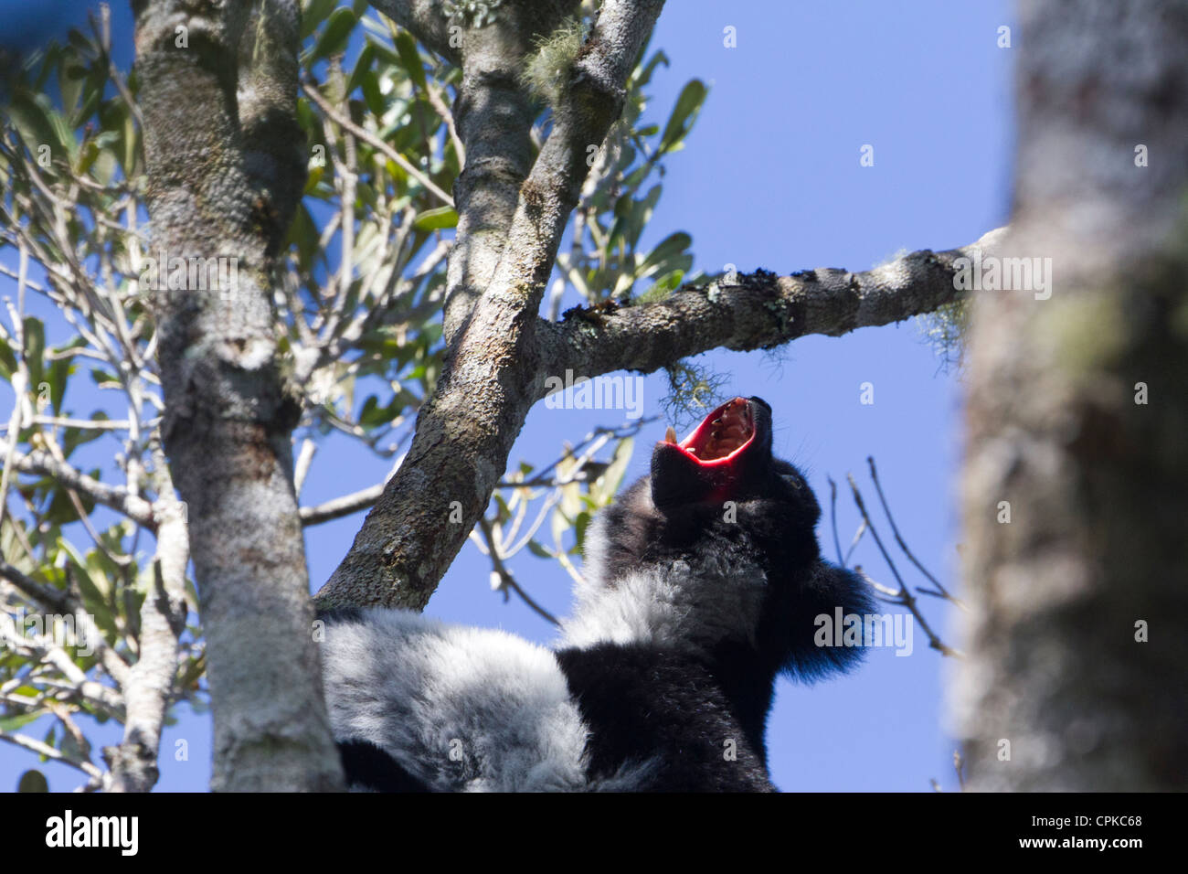 Andasibe mantadia lemur hi-res stock photography and images - Alamy