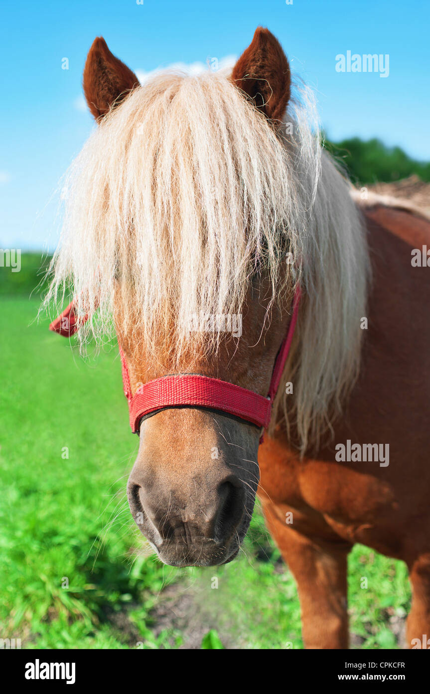 Pony pose hi-res stock photography and images - Alamy