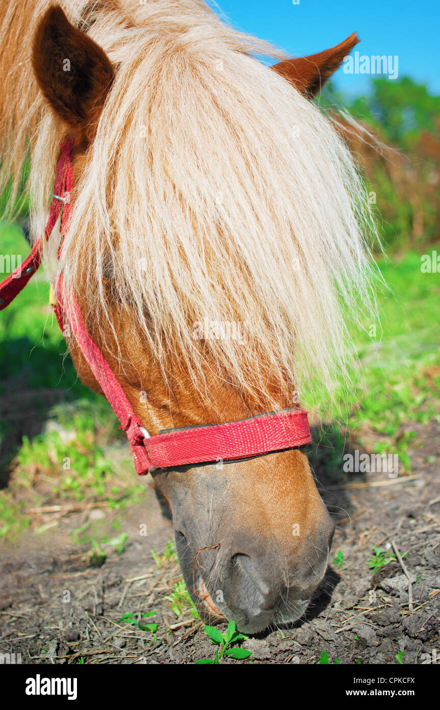 Pony pose hi-res stock photography and images - Alamy