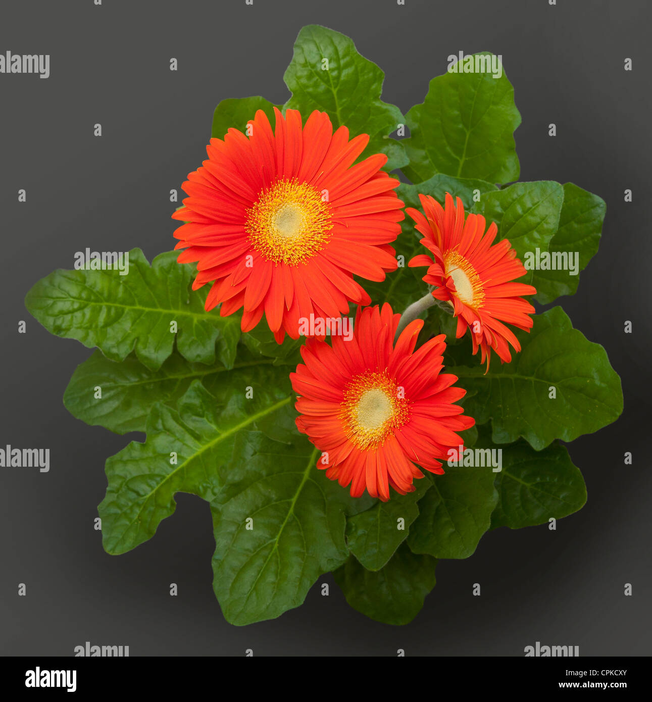 Orange Gerbera daisy flowers Stock Photo - Alamy