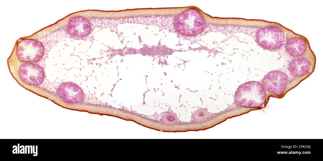 Fucus Under Microscope