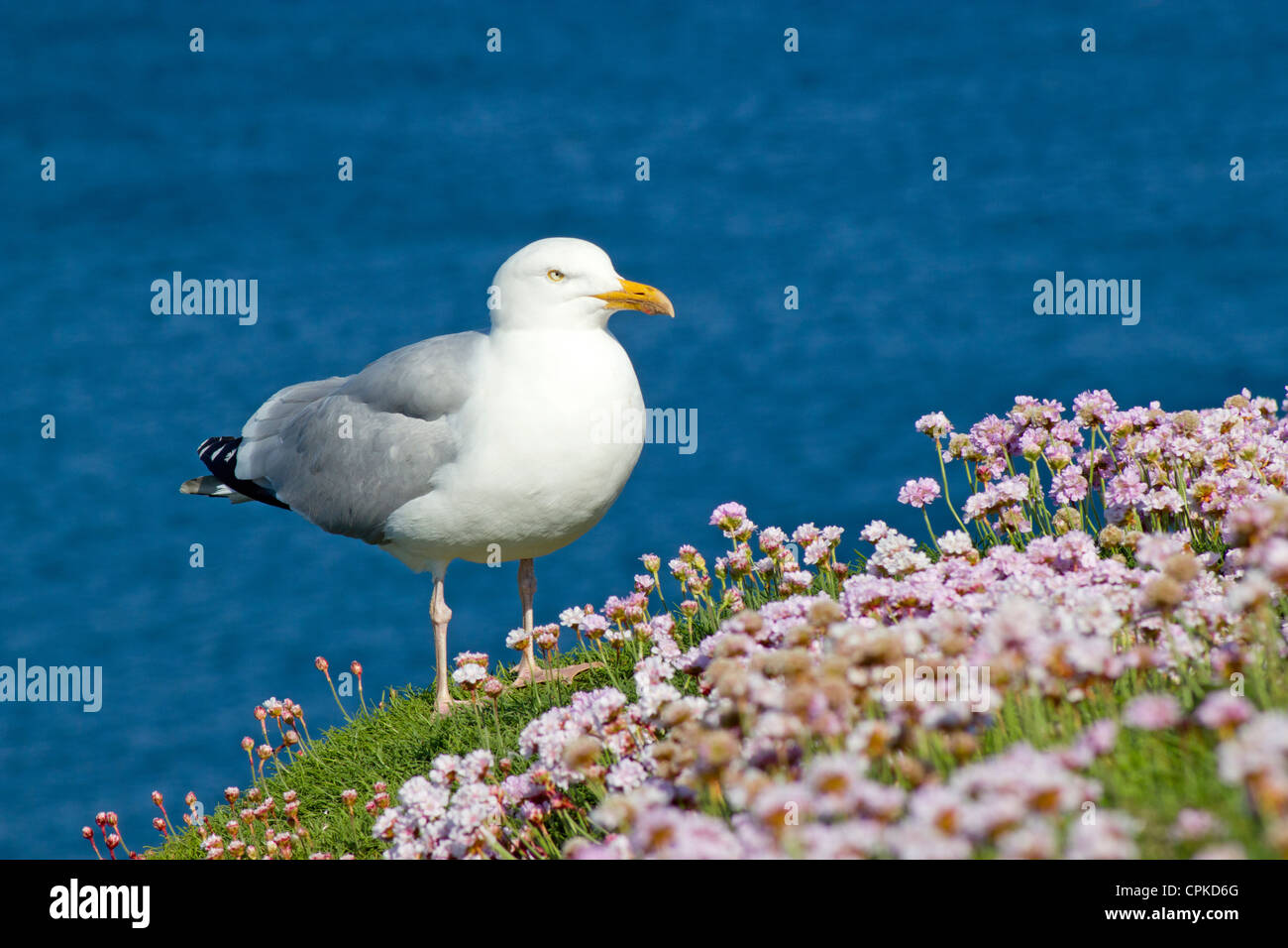 A seagull standing next to flowering pink thrift high on the cliffs ...