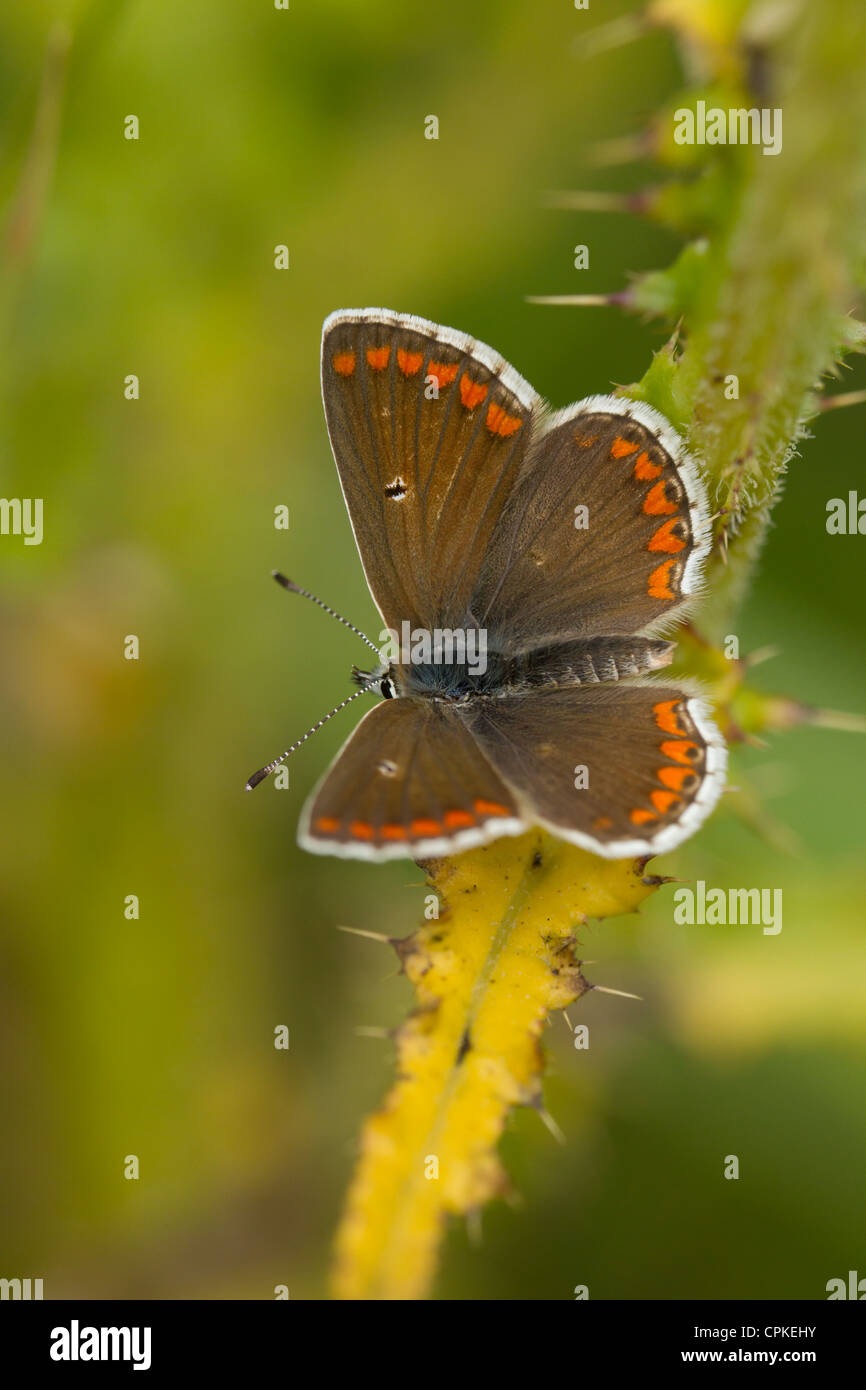 Brown Argus Aricia agestris perched basking at Whitecross Greenwood ...