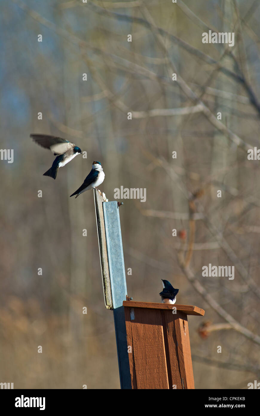 Tree swallows perch hi-res stock photography and images - Alamy