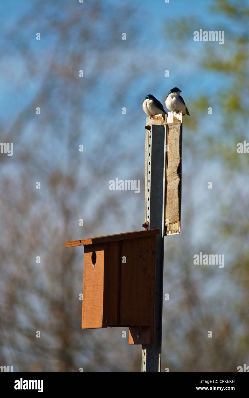 Tree swallows perch hi-res stock photography and images - Alamy