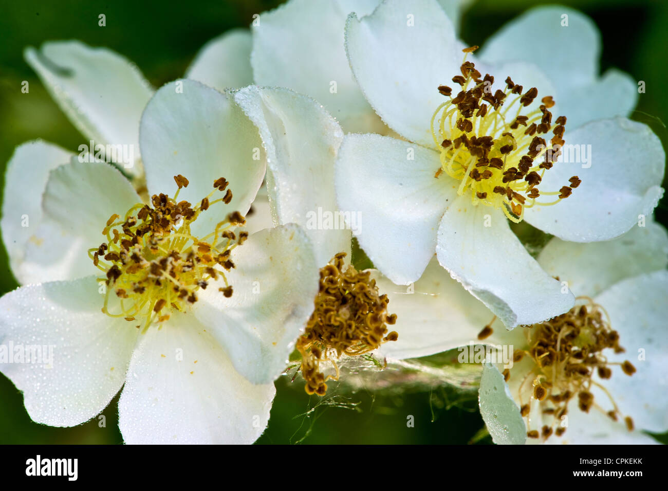 Rosa multiflora hi-res stock photography and images - Alamy