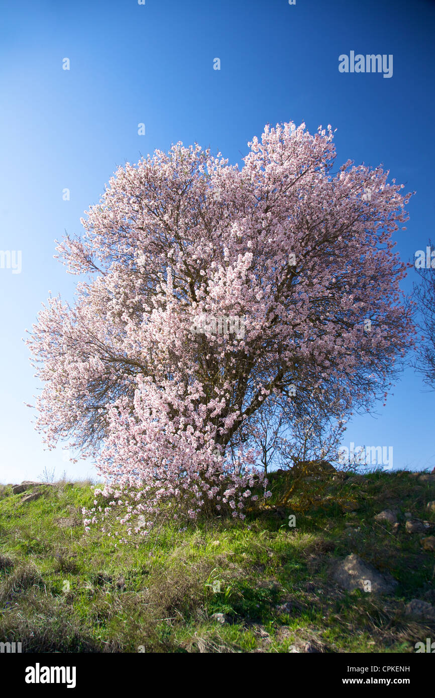 cherry trees flowering at the country in Spain Stock Photo - Alamy