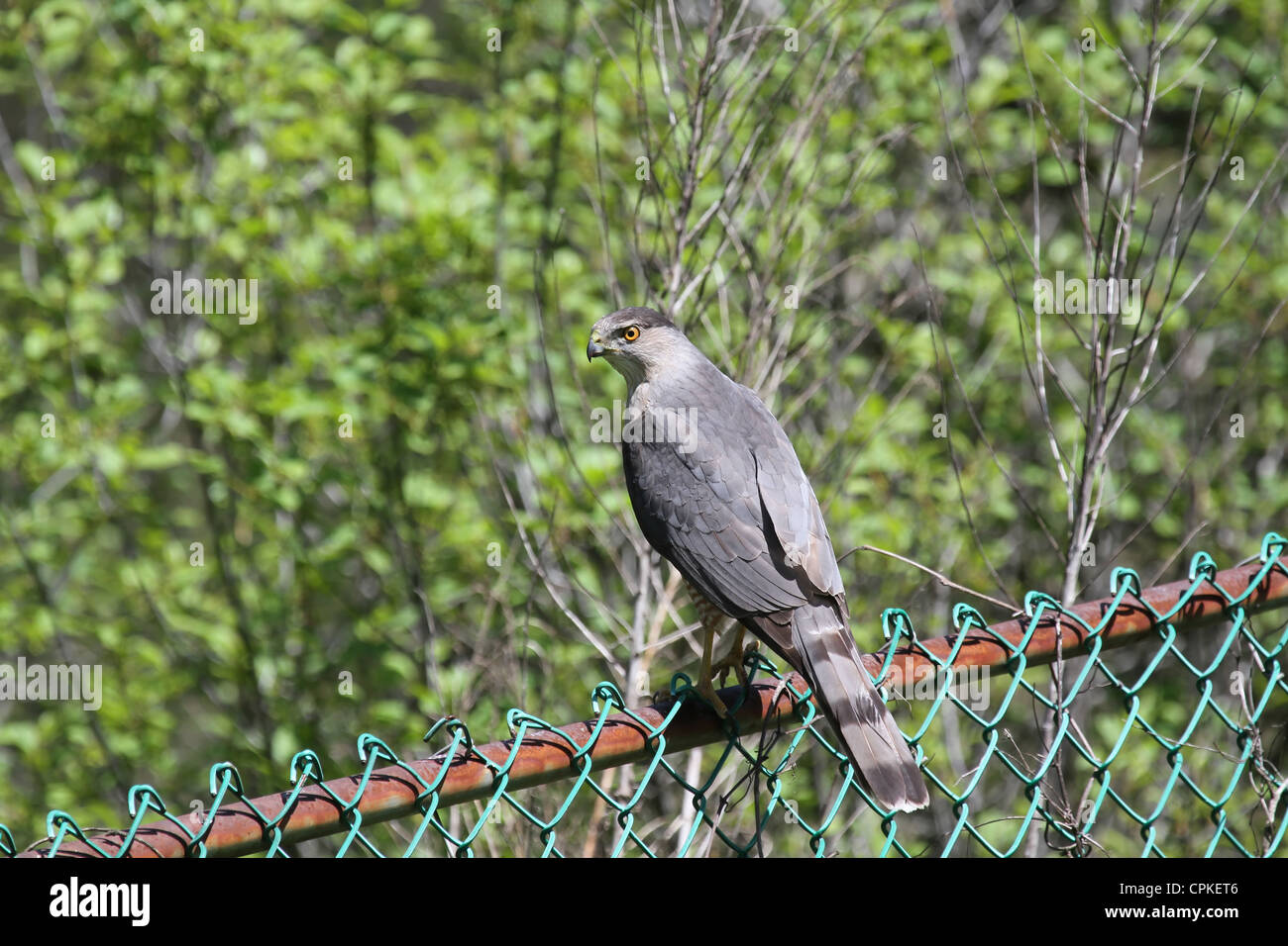 A male Cooper's Hawk sitting on a chain link fence Stock Photo - Alamy