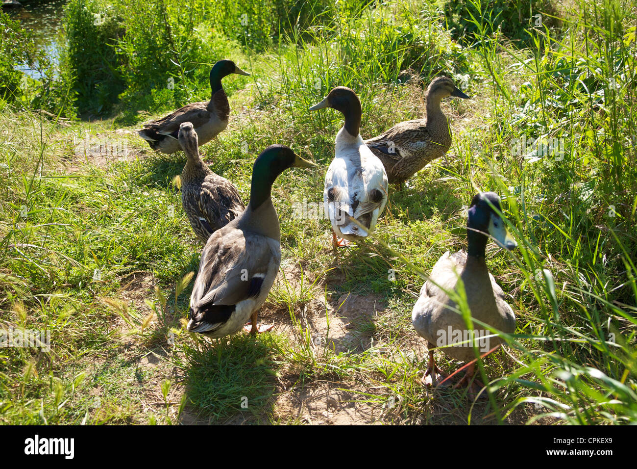 group of ducks at Menorca island in Spain Stock Photo - Alamy