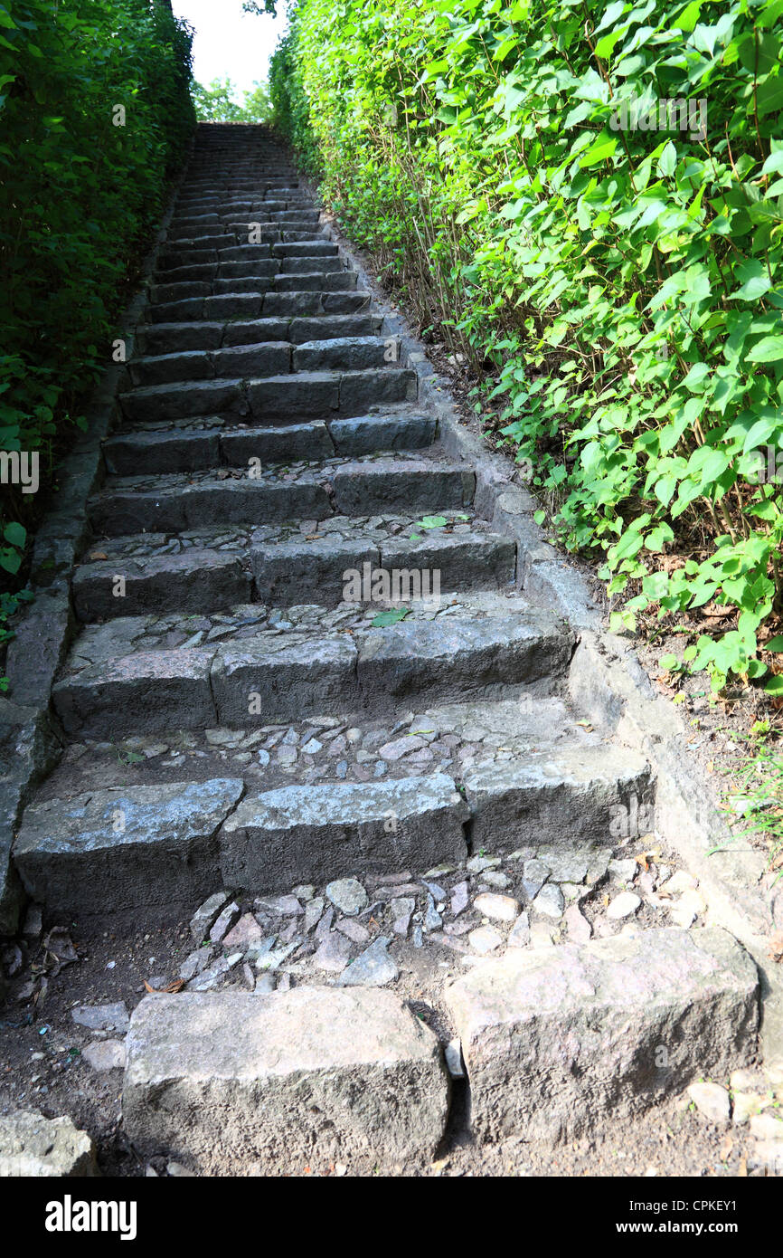 Concrete stairs in the jungle nature outdoor Stock Photo - Alamy