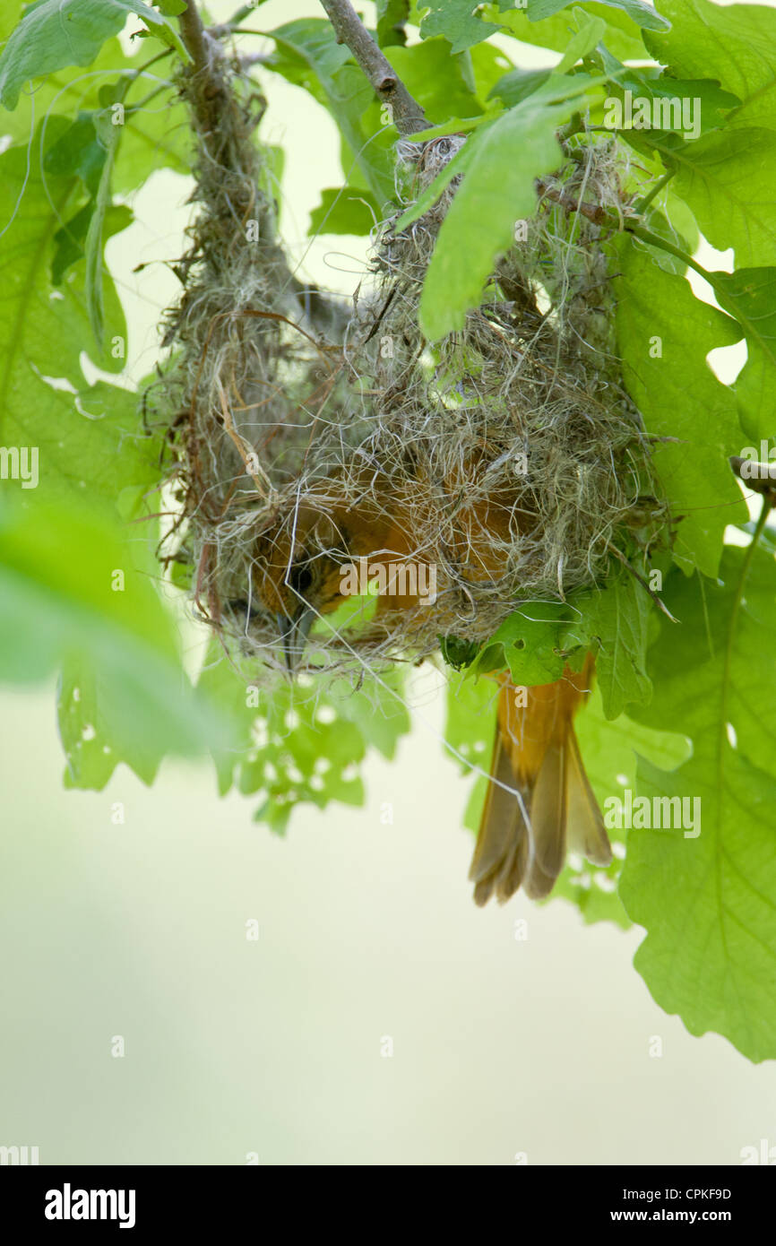 Baltimore oriole building nest hi-res stock photography and images - Alamy