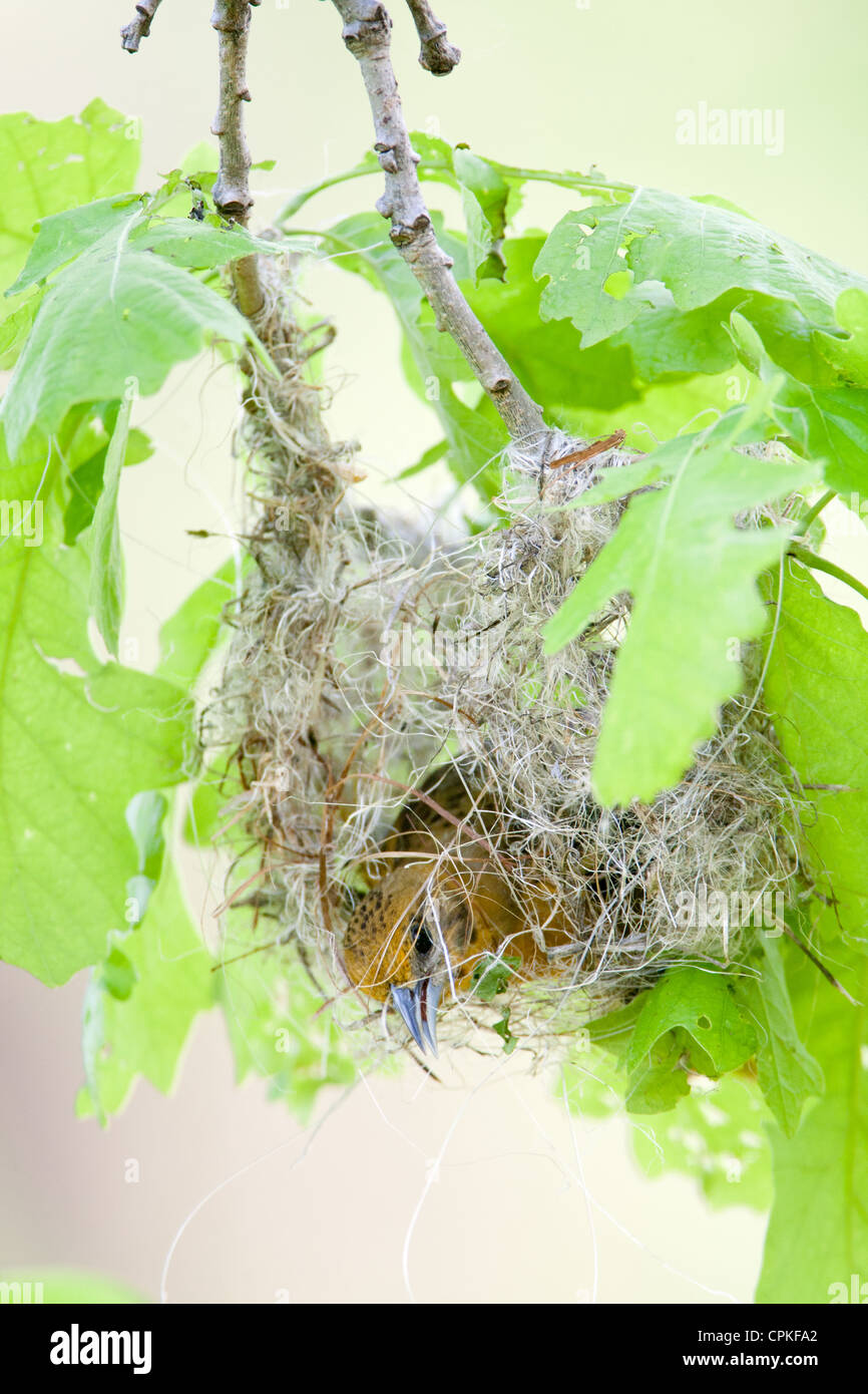 Female Baltimore Oriole Nest Building - vertical Stock Photo - Alamy