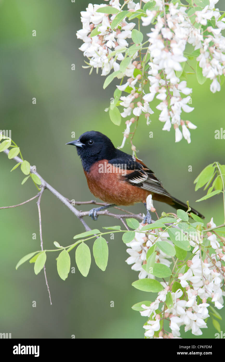 Songbird hi-res stock photography and images - Alamy