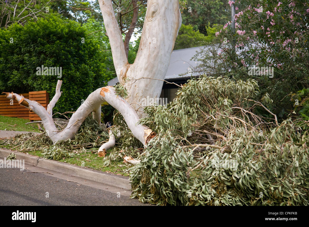 fallen gum tree on sydney's northern beaches,australia Stock Photo - Alamy