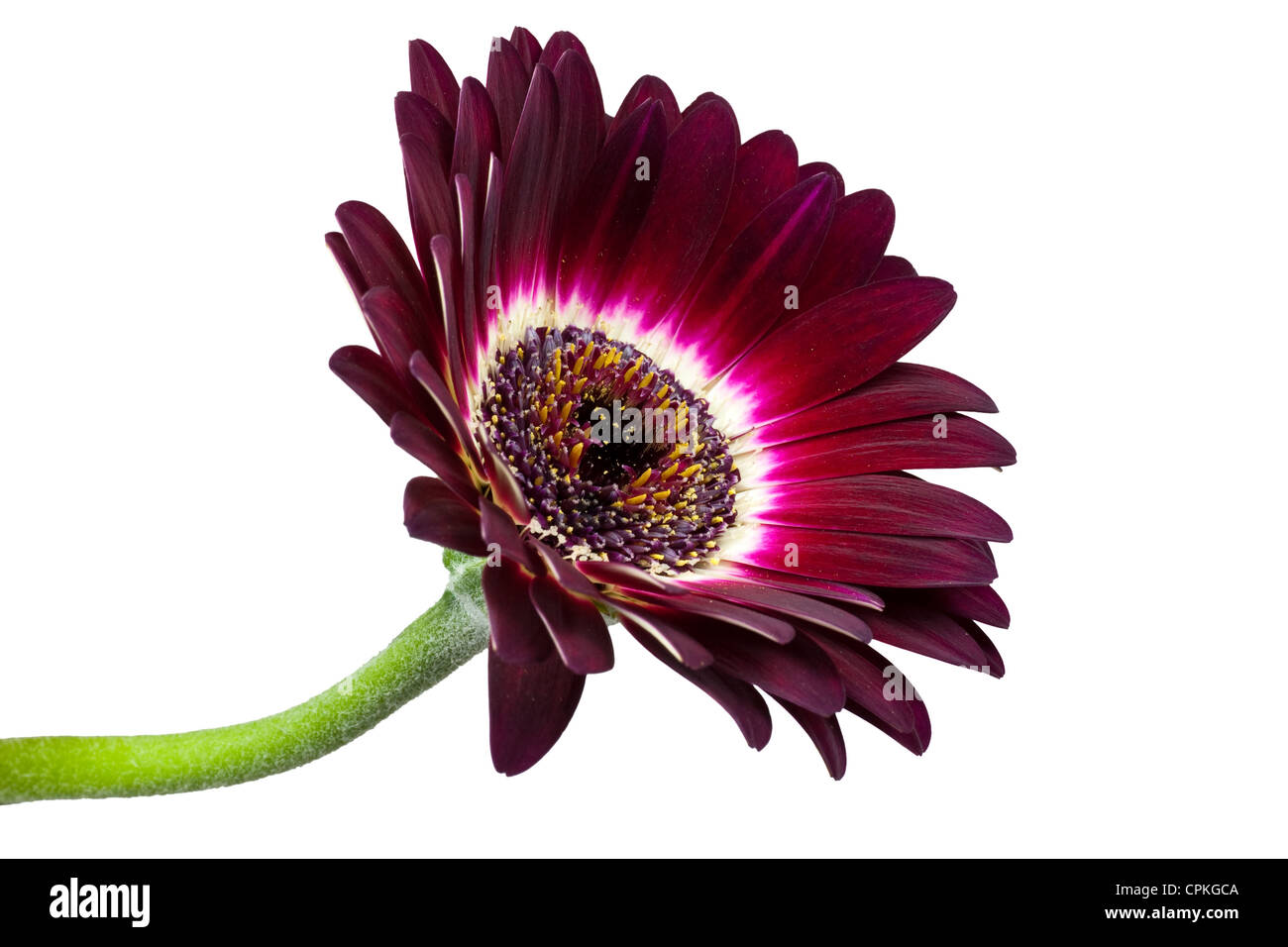 Gerbera plants Cut Out Stock Images & Pictures - Alamy