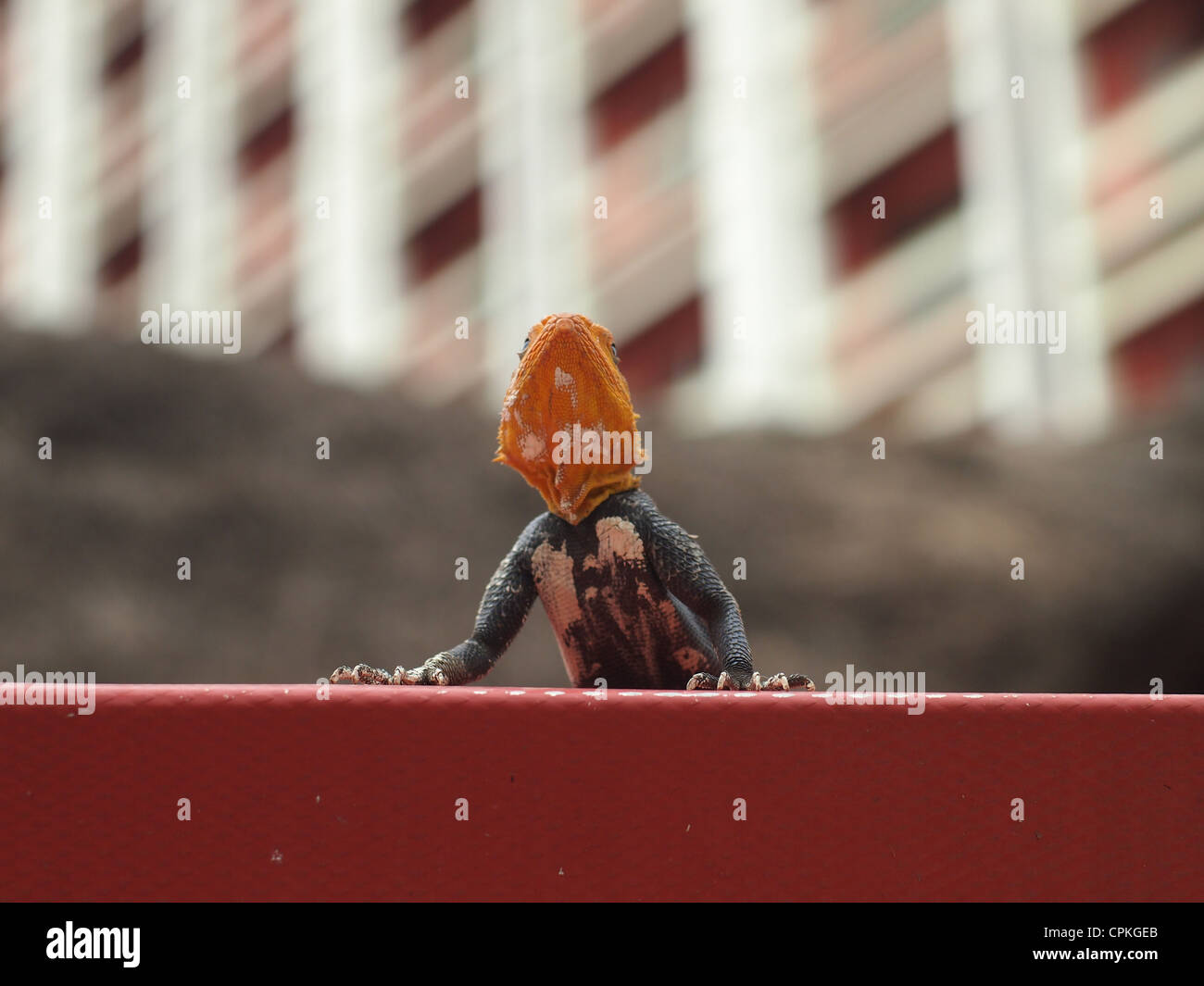 Lizard looking up Stock Photo - Alamy