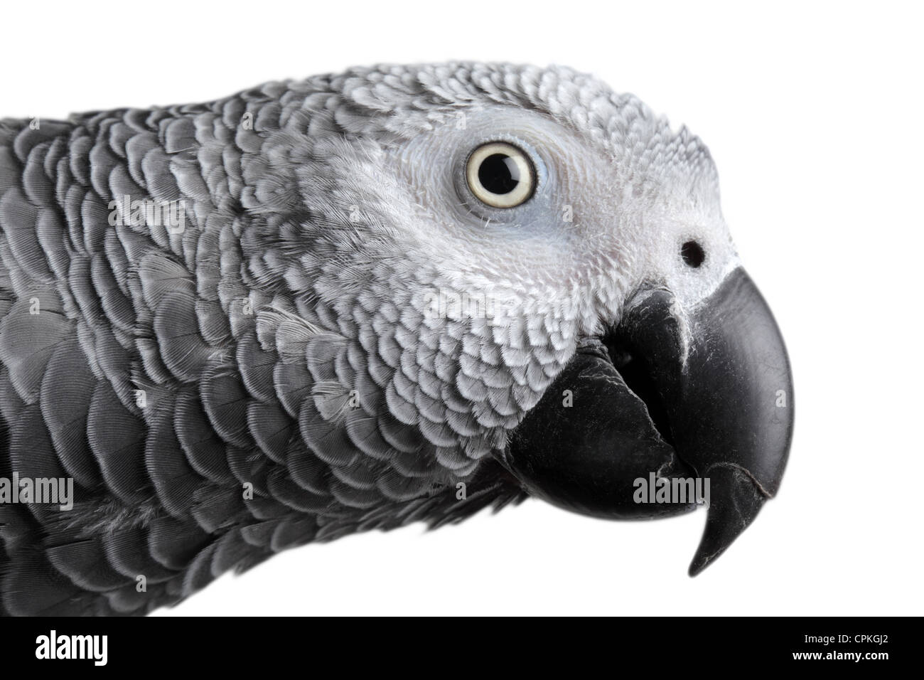 African grey parrot hi-res stock photography and images - Alamy