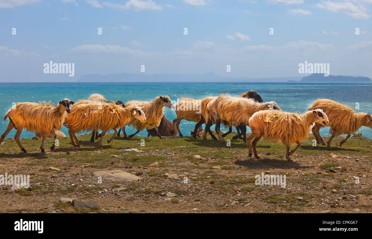 Grazing sheep greece hi-res stock photography and images - Alamy