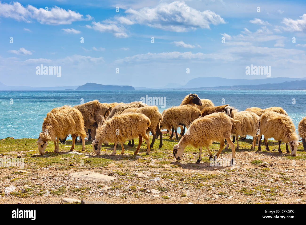 Grazing sheep greece hi-res stock photography and images - Alamy