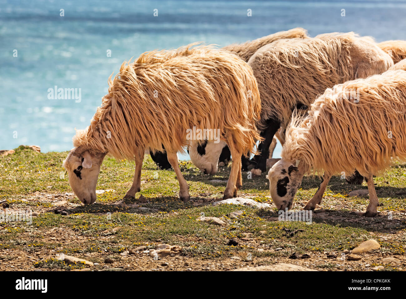 Sheep in a flock near the ocean on Crete, Greece Stock Photo - Alamy