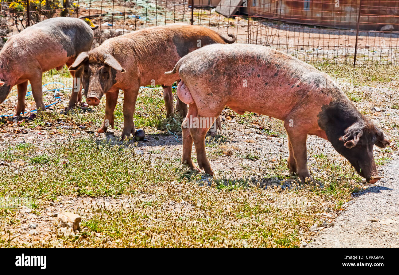 Animal genitals hi-res stock photography and images - Alamy