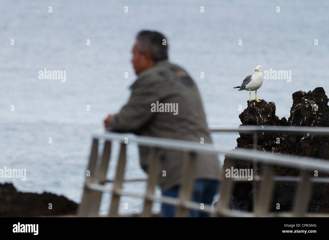 man and seagull looking to the sea Stock Photo - Alamy