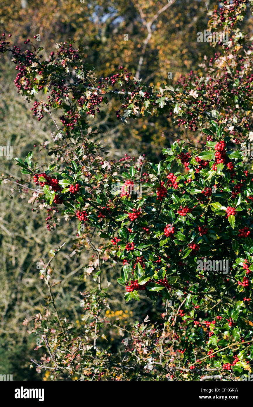 Holly Tree and Hawthorn with berries Autumn The Fall Alderley Edge ...