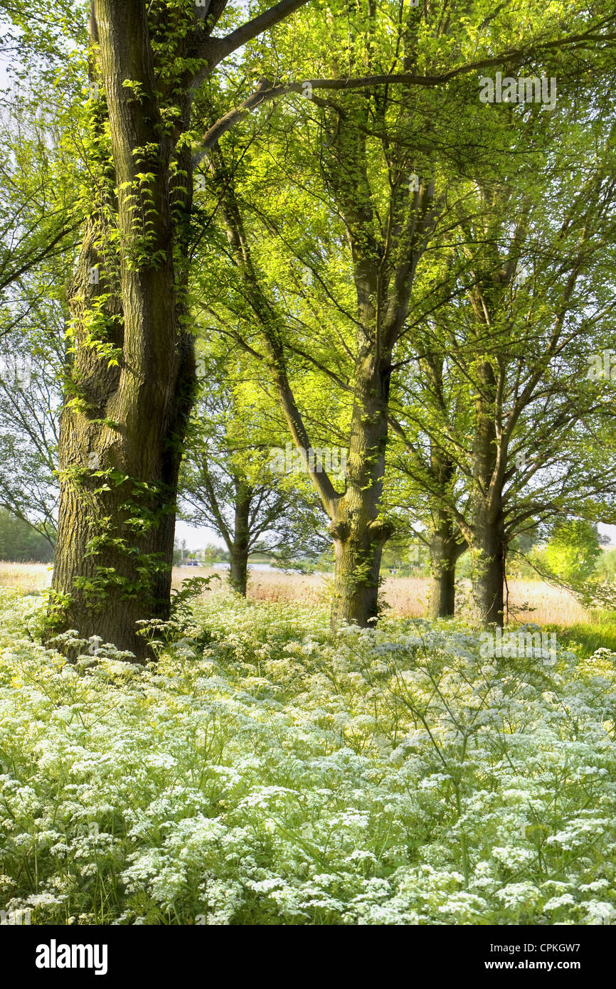 Spring parsley hi-res stock photography and images - Alamy