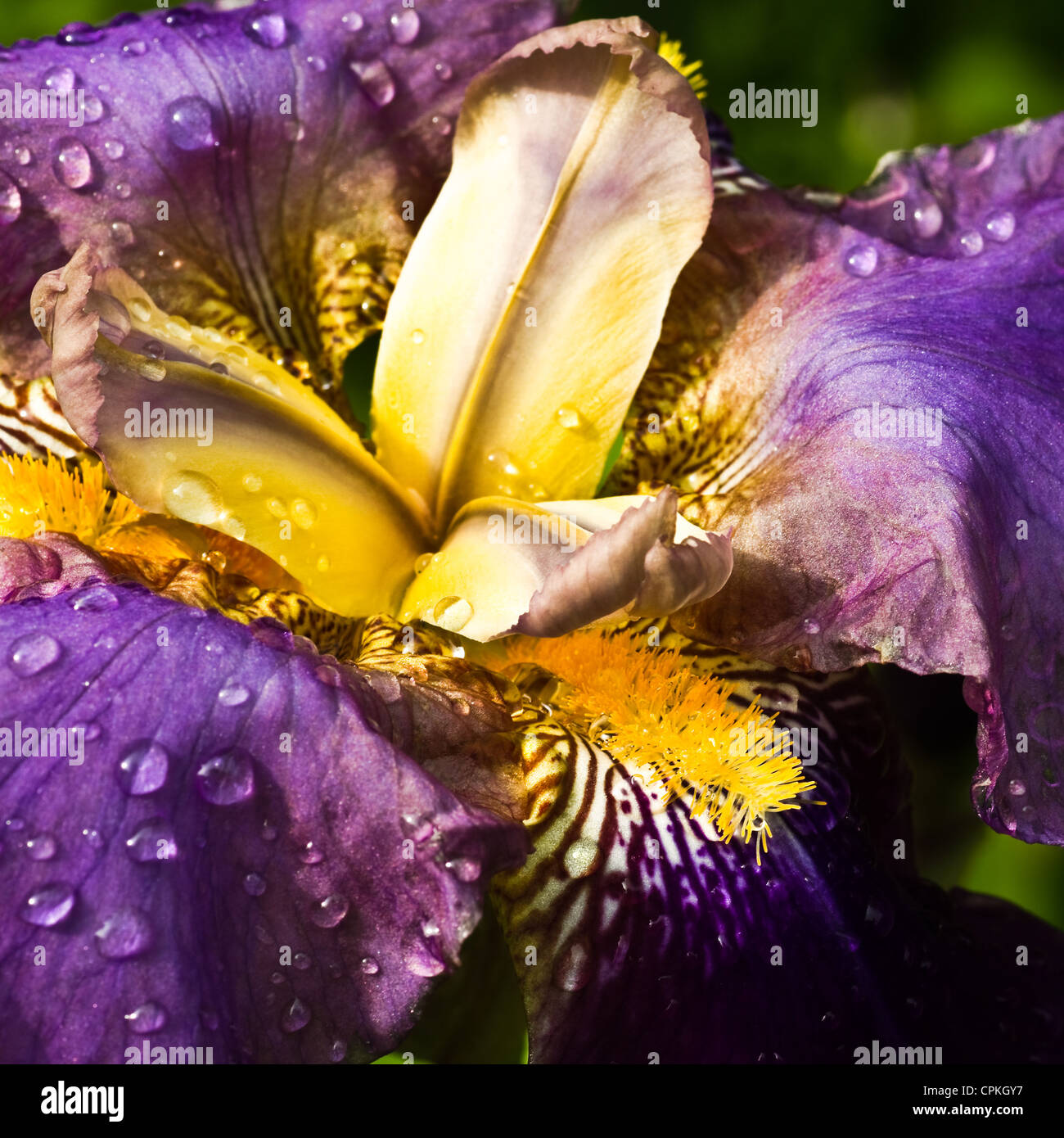 Purple German Iris, bearded iris or Iris germanica macro with raindrops ...