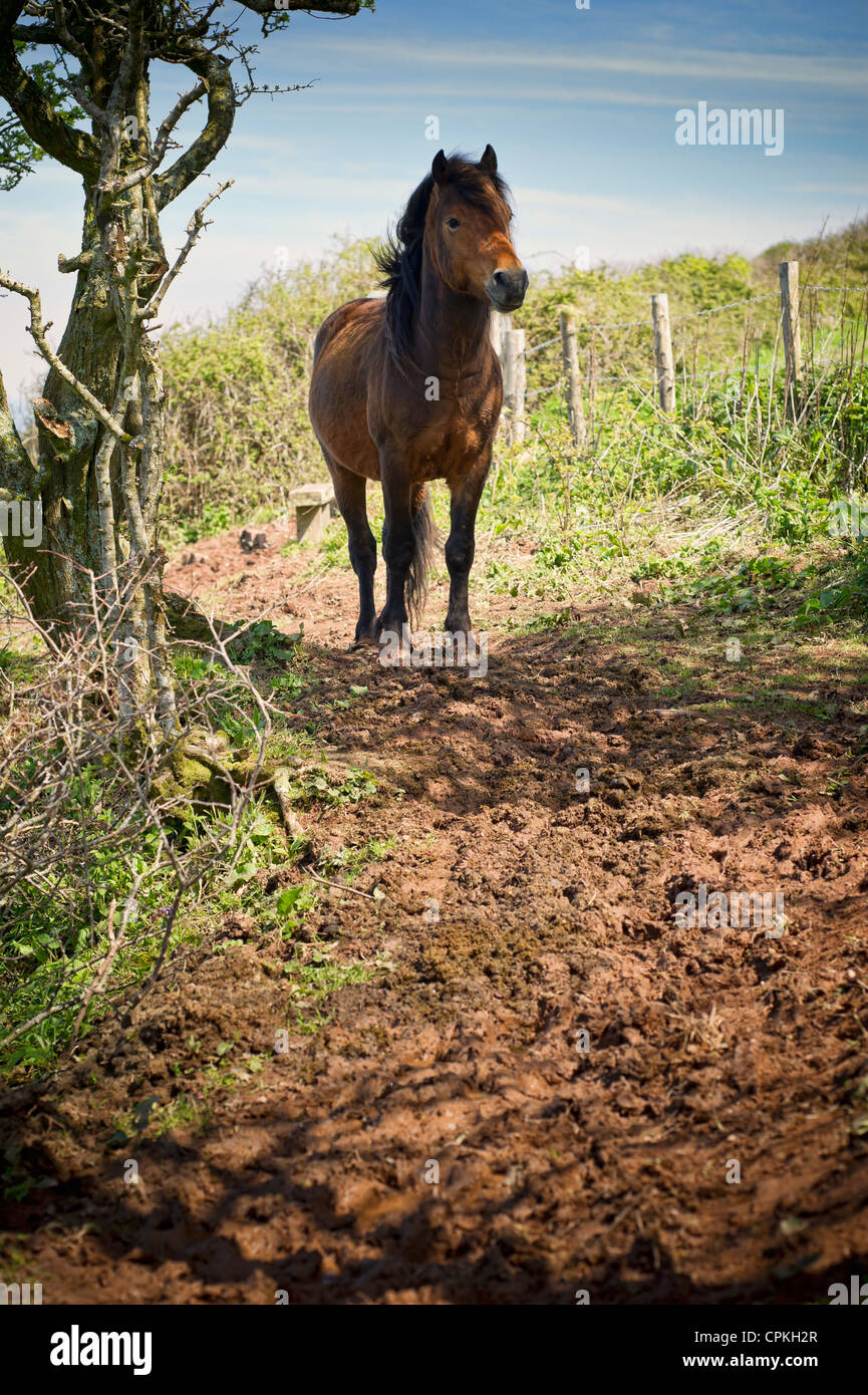 Pony blocking path Stock Photo - Alamy