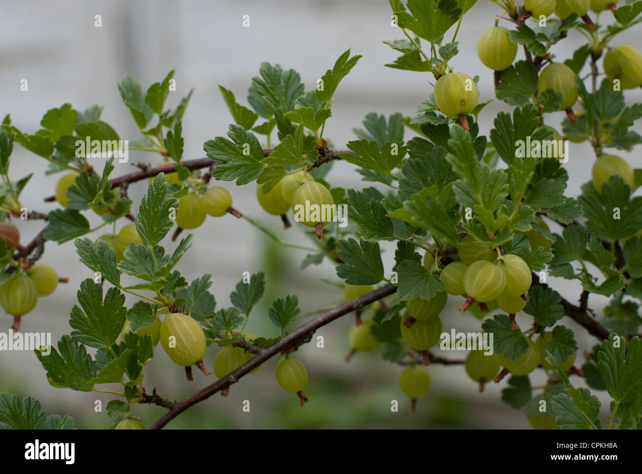 Grosularia hi-res stock photography and images - Alamy