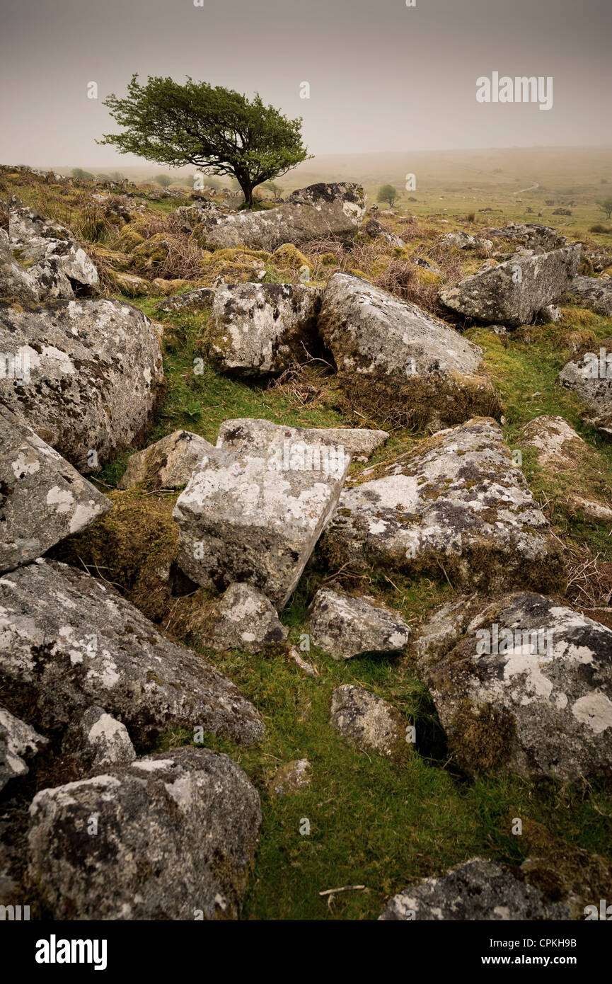 Wind swept tree landscape hi-res stock photography and images - Alamy