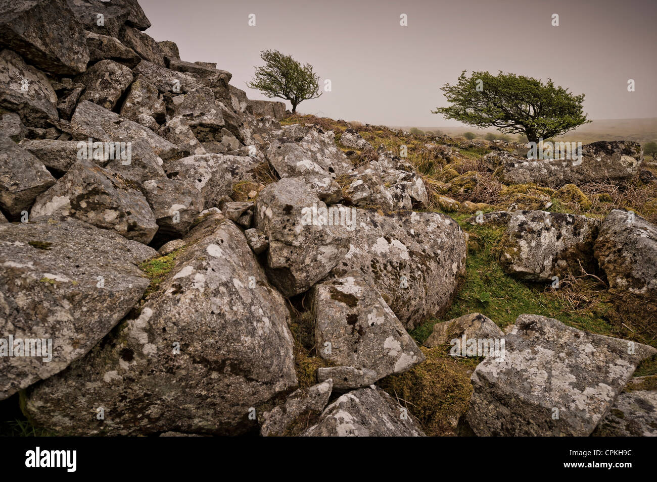 Wind swept trees hi-res stock photography and images - Alamy