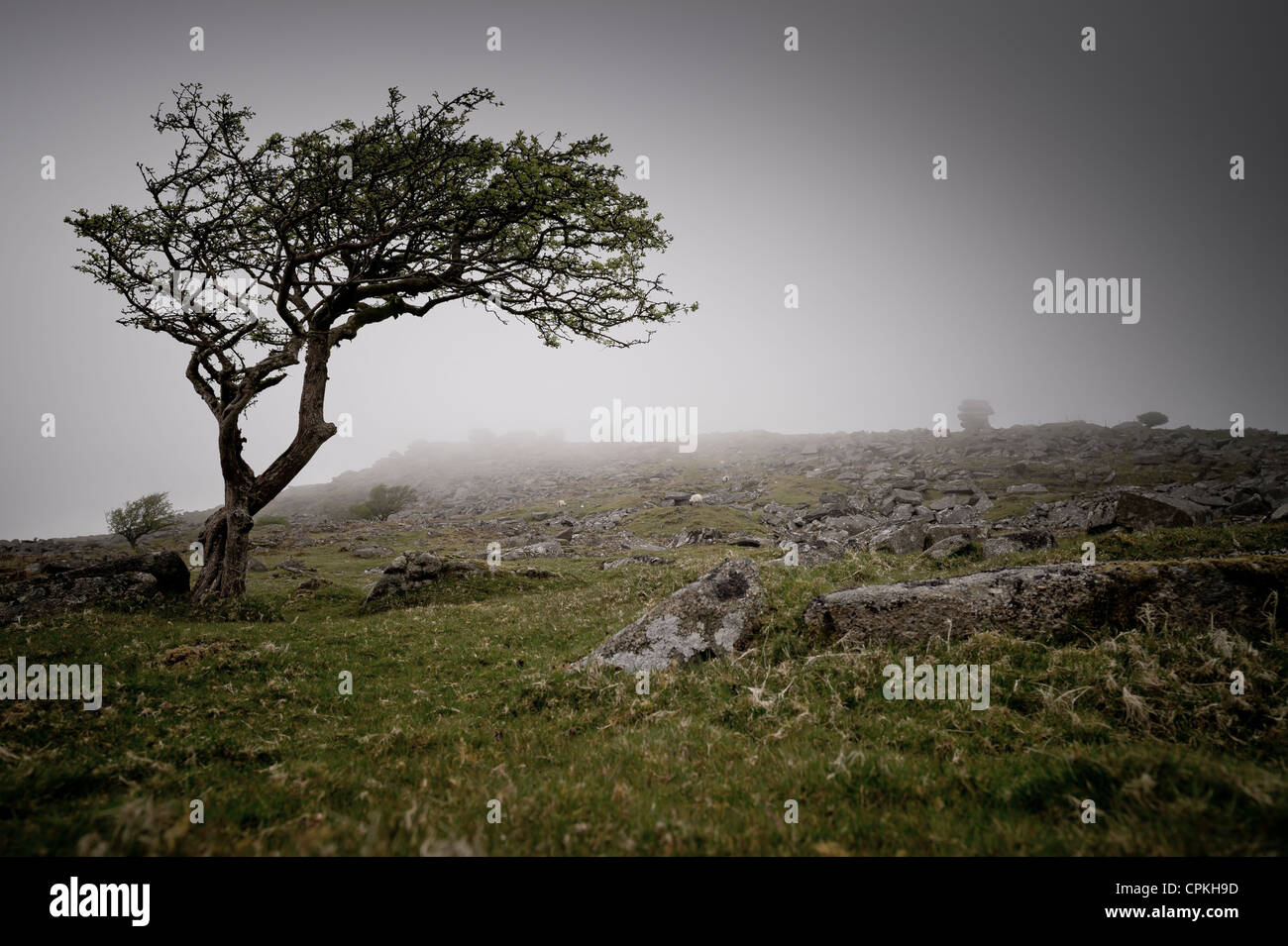 Wind swept tree in Cornish landscape Stock Photo - Alamy