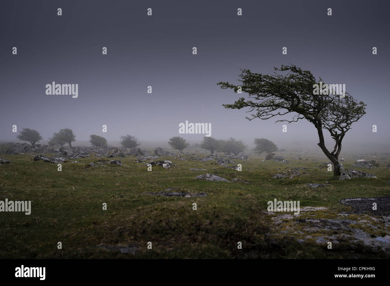 Group trees in bend hi-res stock photography and images - Alamy