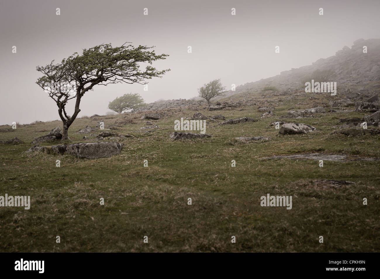 Wind swept tree in Cornwall Stock Photo - Alamy